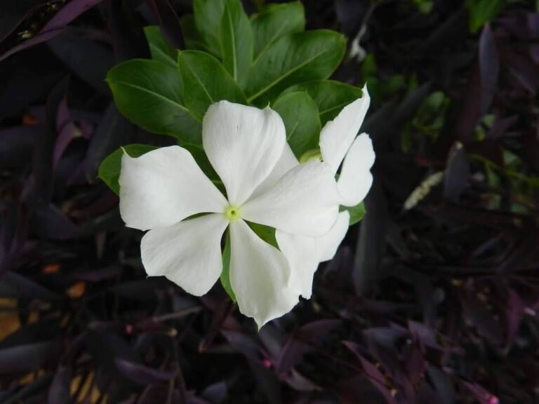 La flor de la vicaria | Cubaliteraria